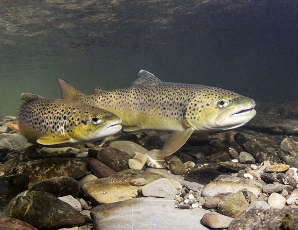 NYSOGA – New York State Outdoor Guides Association – Professional ...